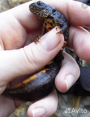 Гребенчатый тритон