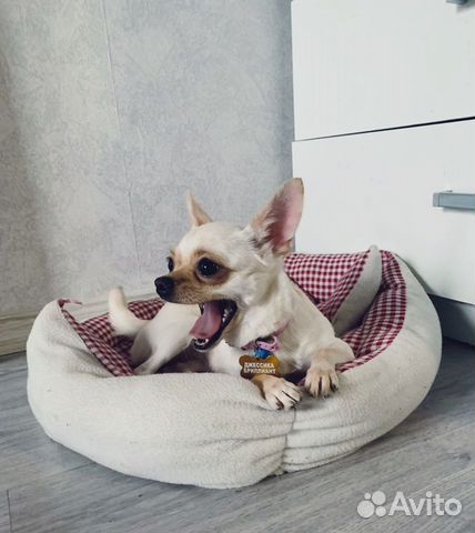 Чихуахуа девочка ищет мальчика на вязку