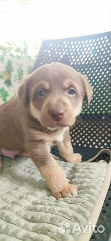 Малыши крепыши