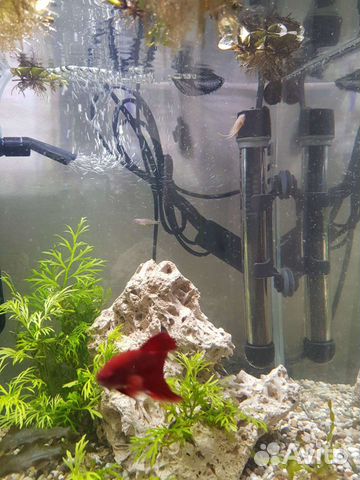 Попондетта фурката 2 шт