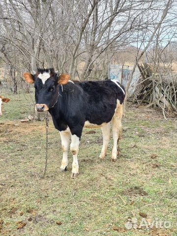 Тёлка,телочка