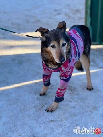 Собака в добрые руки