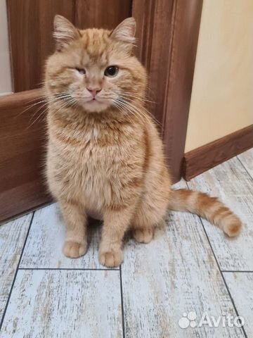 Рыжий котик-интеллигент,особенный
