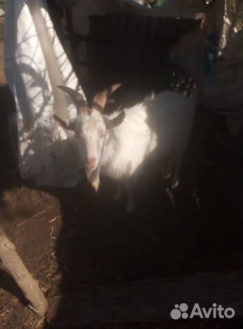 Козы дойные с козлятами