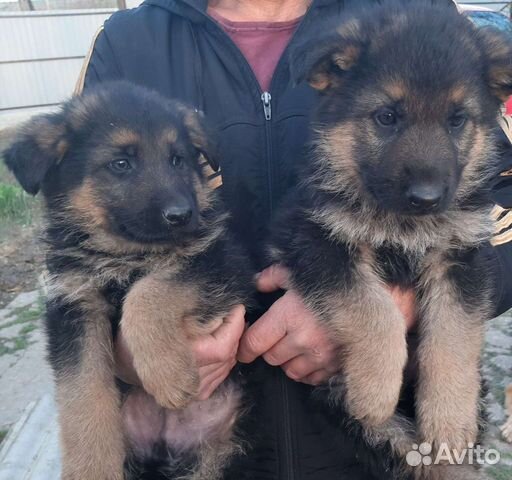 Немецкая овчарка