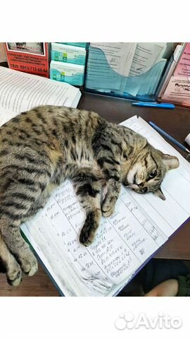Кошка ласковая маленькая 1 год стерилизована