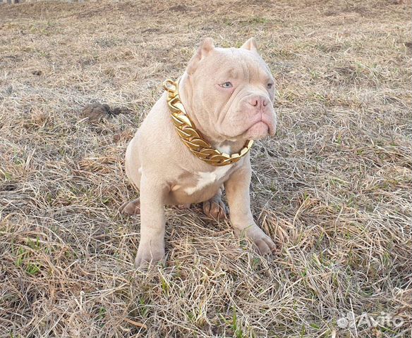 Американский булли покет