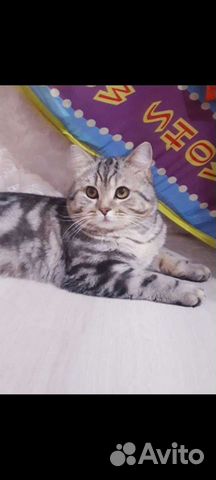 Чистокровный британский кот на вязку