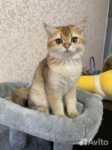 Кот золотая шиншилла