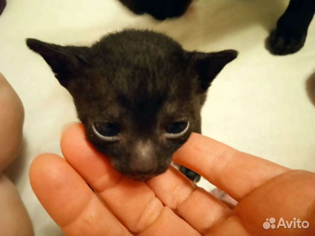 Котенок корниш