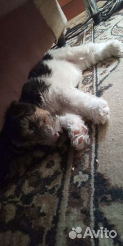 Продам щенка жесткошерстного Фокстерьера