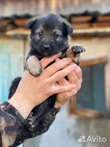 Пять щенков, возраст 1 месяц. В хорошие руки