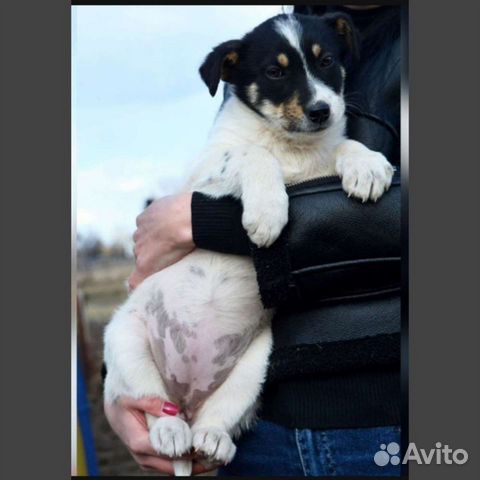 Щенок в хорошие руки