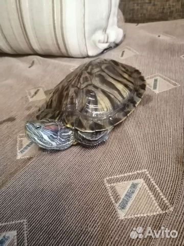 Красноухая черепаха (водоплавающая/водная)