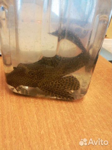 Сом 20 см бесплатно