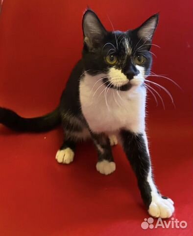 Котенок антистресс Лика 4 месяца на счастье в дар