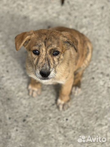 Щенок 2 мес, девочка