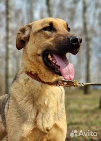 Скромный Лео в поисках дома