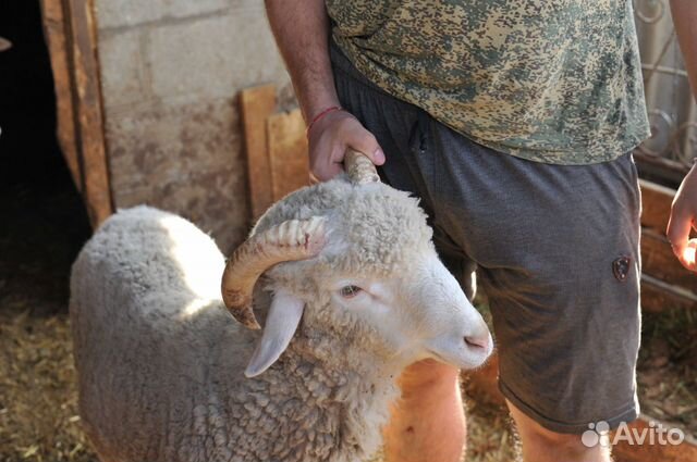 Продаются козлы и бараны