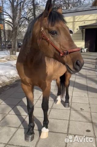 Лошадь