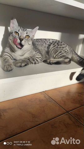 Котик на вязку