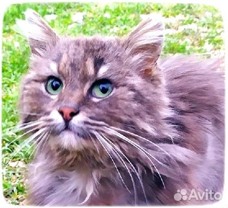 Красивейший бедолага Пушок ищет дом