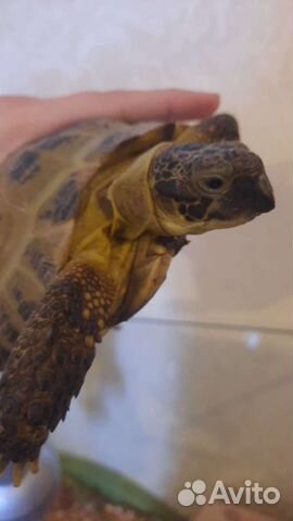 Черепаха сухопутная