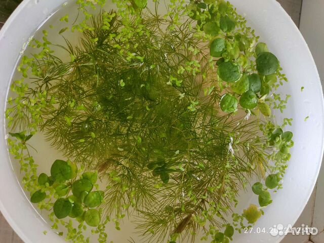 Растения для аквариума. Роголистник, ряска