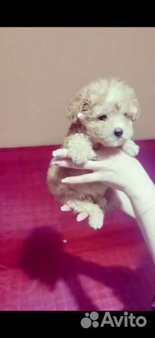 Смешарик мальтипу