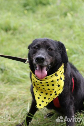 Макс ждет Вас в приюте