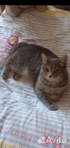 Отдам котёнка метис шотландца