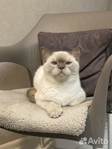 Отдам кота шотландца