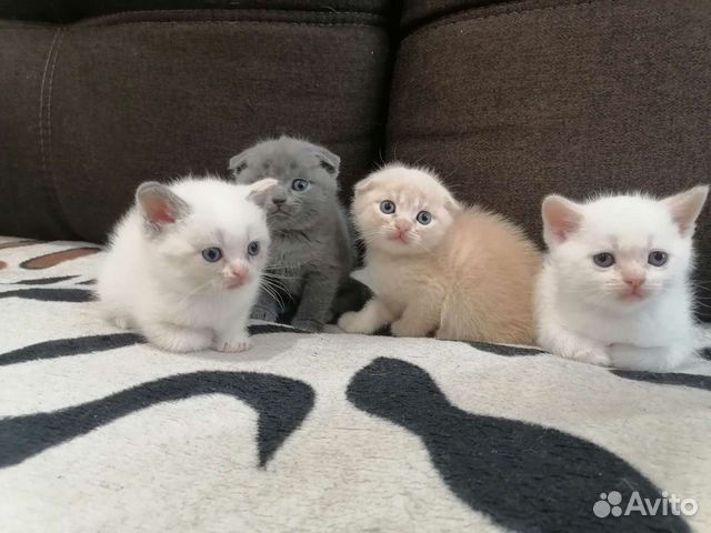 Котята шотландские вислоухие