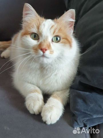 Кошечку оставили у храма