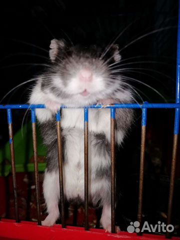 Хомяк кэмпбелла