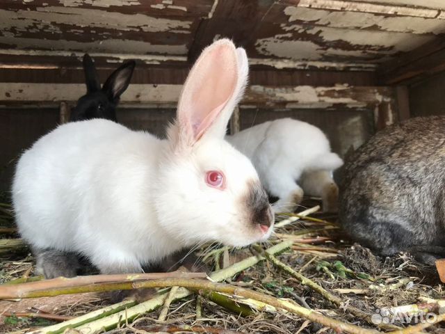 Кролики мясных пород