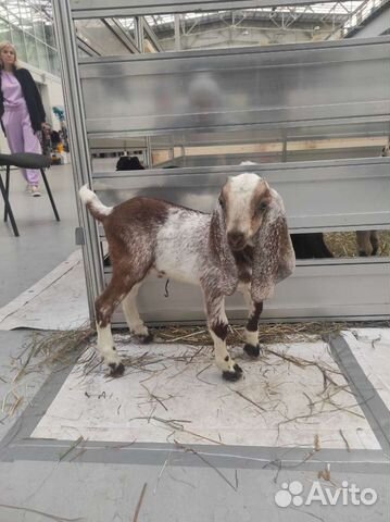 Продам козлят