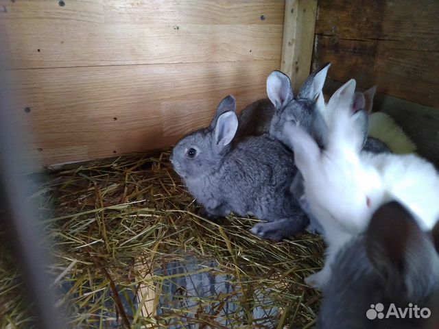 Крольчата мясных пород