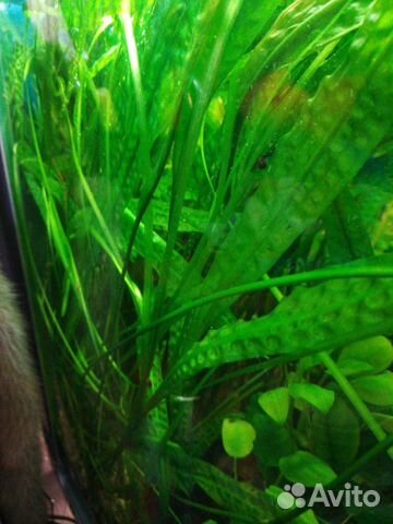 Аквариумное растение