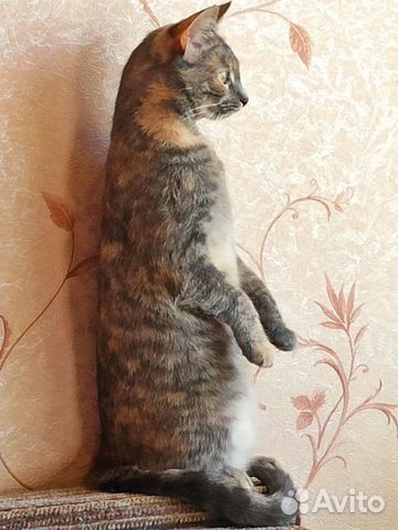 Красавица Умная спокойная