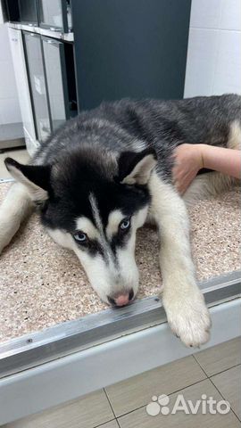 Найден хаски