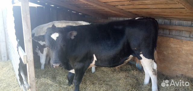 Бык и тёлка на племя