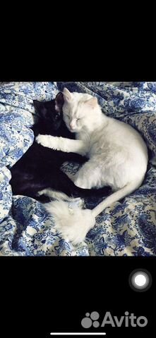 Кошка в дар