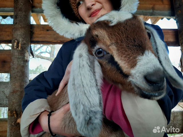 Коза нубийская