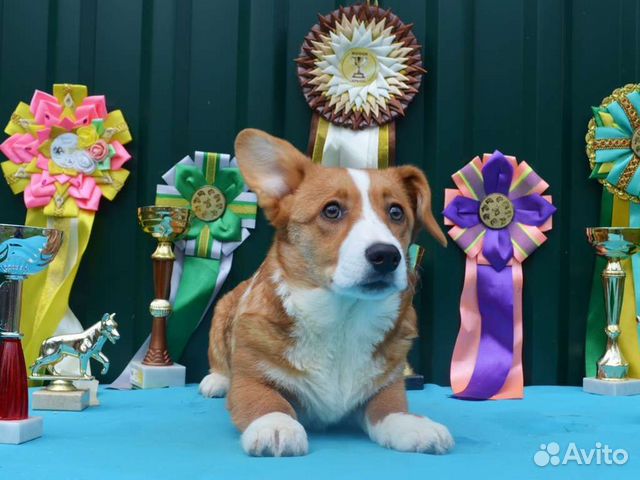 Девчонка кардиган