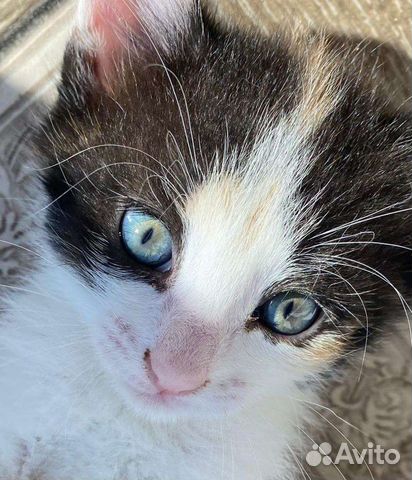 Котята в добрые руки 1 месяц