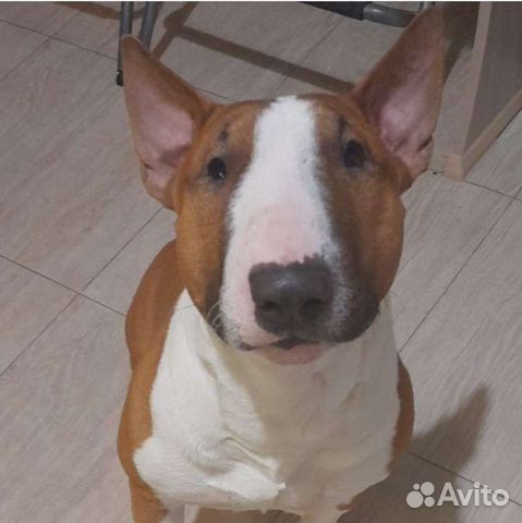 Миниатюрный бультерьер Мбт вязка