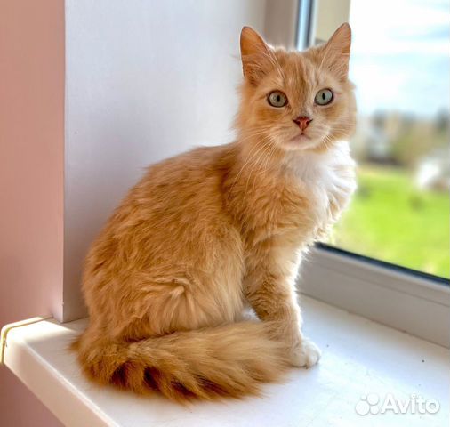 Котенок Петька в добрые руки