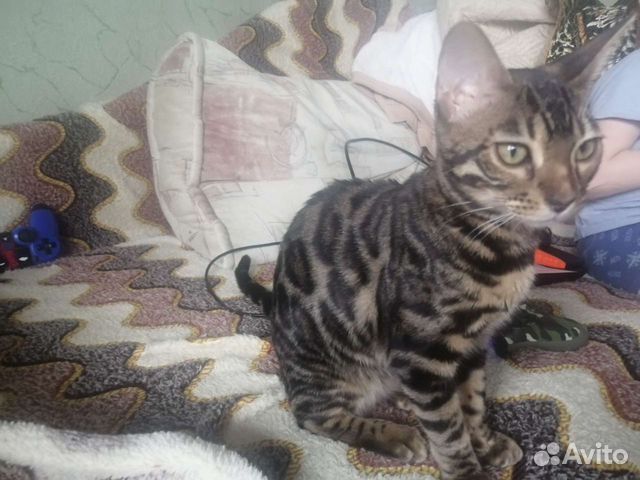 Бенгальская кошка