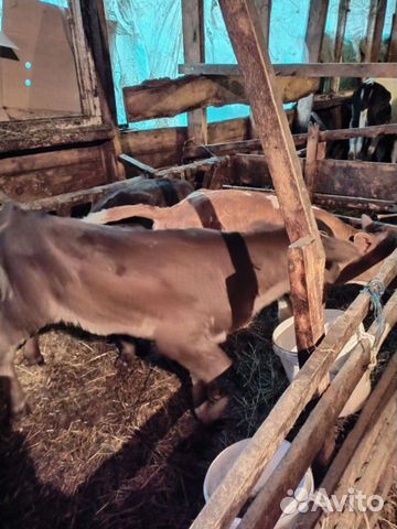 Домашняя телочка